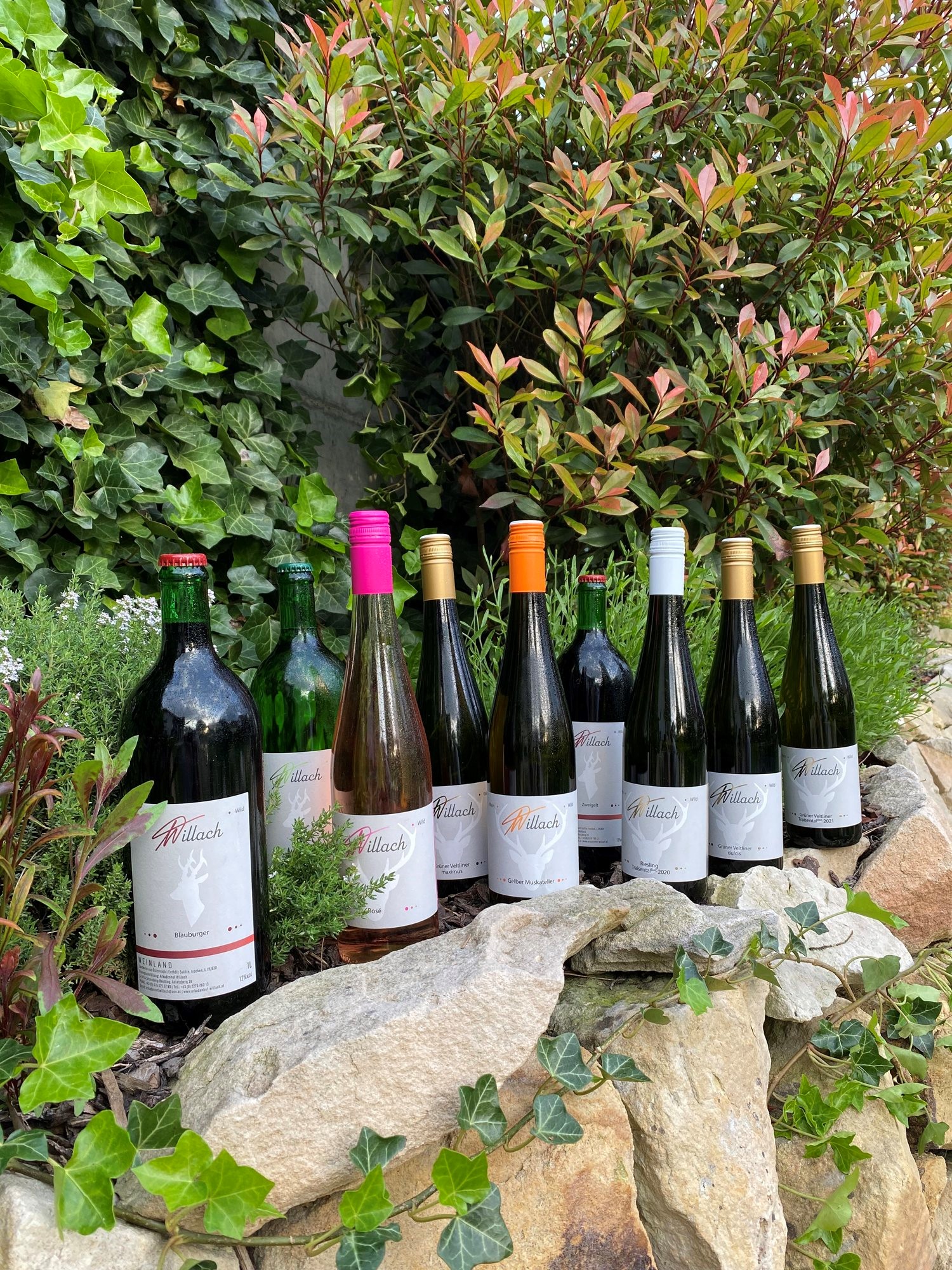 Heuriger wine tavern Willach